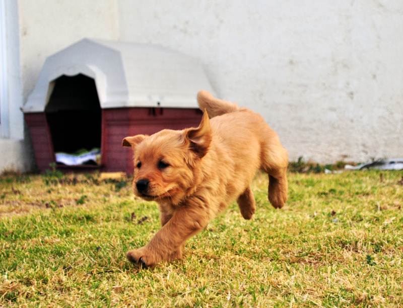 First Time Camping With Your Dog